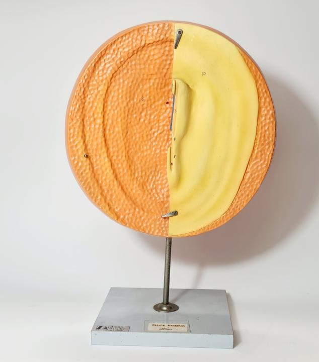 Anatomical Model | CURIOUS SCIENCE