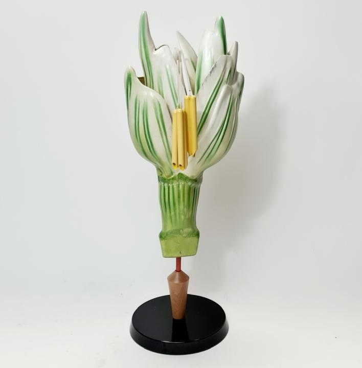 Period Botanical Model | CURIOUS SCIENCE