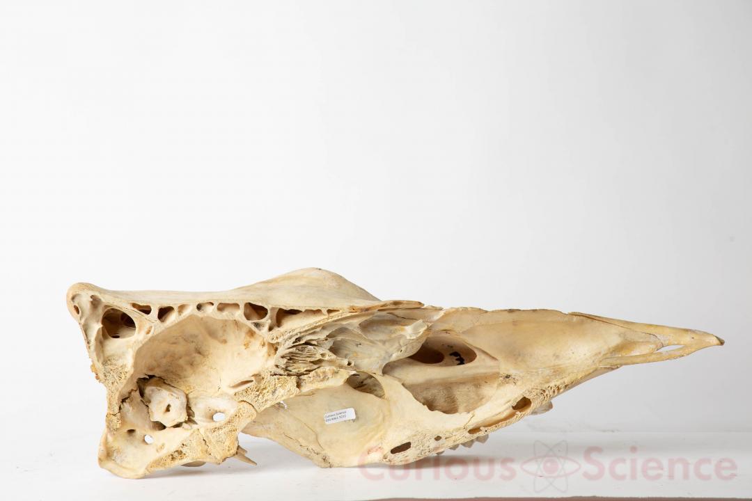 Cross Section Horse Skull | CURIOUS SCIENCE