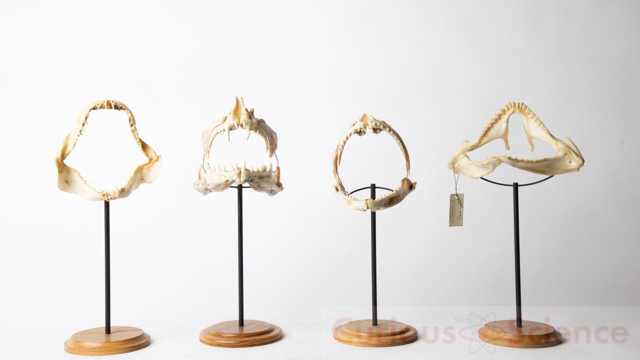 Mounted Fish Jaws | CURIOUS SCIENCE