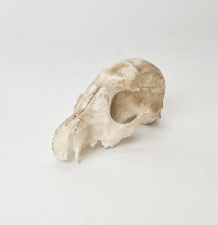 Cat Skull | CURIOUS SCIENCE