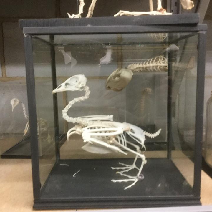 Medium Cased Bird Skeleton | CURIOUS SCIENCE