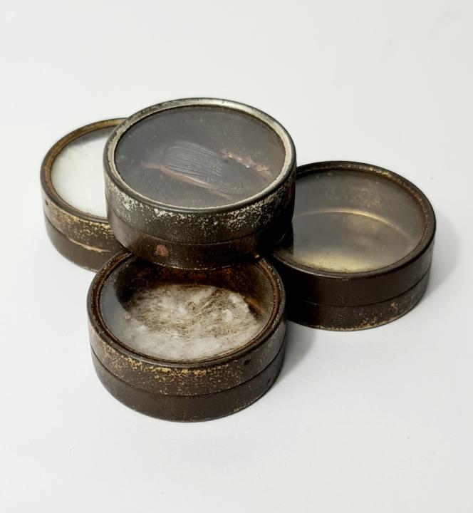 Brass Specimen Container / Tin | CURIOUS SCIENCE