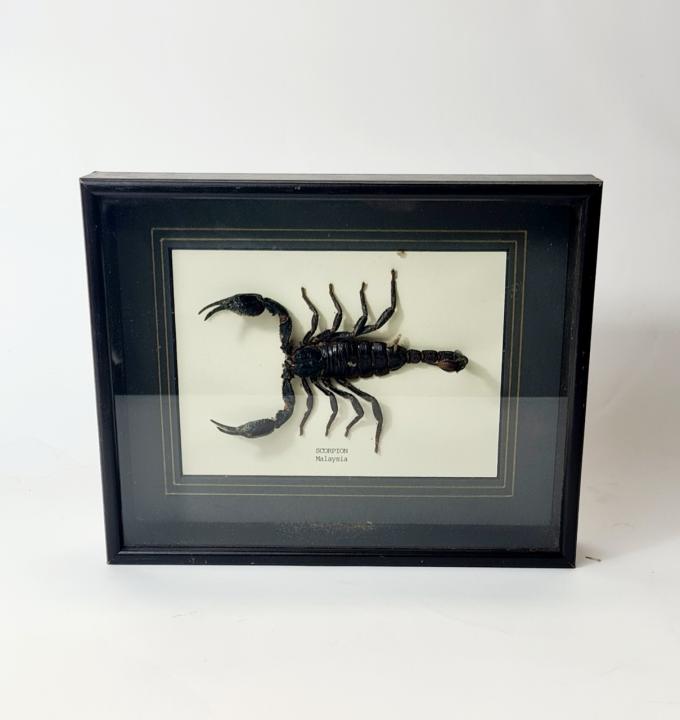 Scorpion Specimen In Case | CURIOUS SCIENCE