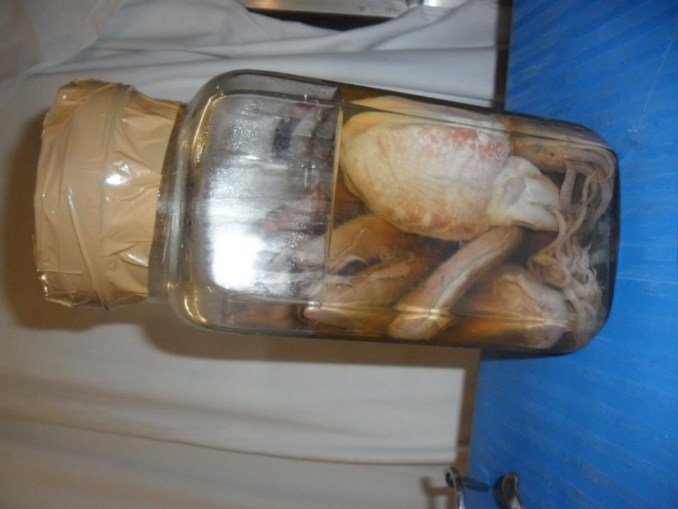 Pickled Specimen Squid | CURIOUS SCIENCE