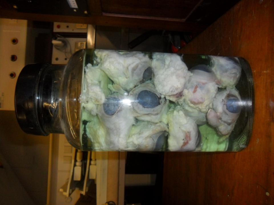 pickled specimen selection of eyes | CURIOUS SCIENCE