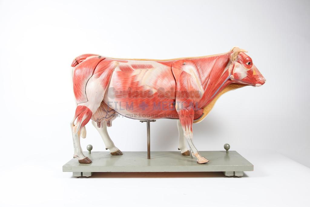 Anatomical Model Of Cow | CURIOUS SCIENCE