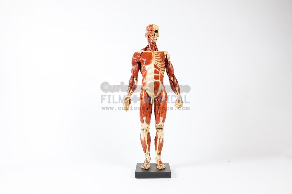 Anatomical Model | CURIOUS SCIENCE
