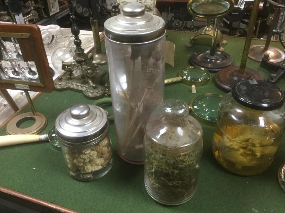 Dry Specimens in Jars | CURIOUS SCIENCE