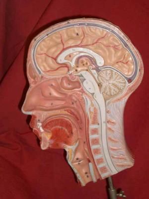 COMPOSITION MODEL OF THE HEAD | CURIOUS SCIENCE