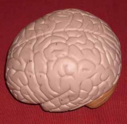 Life Size Model Brain | CURIOUS SCIENCE