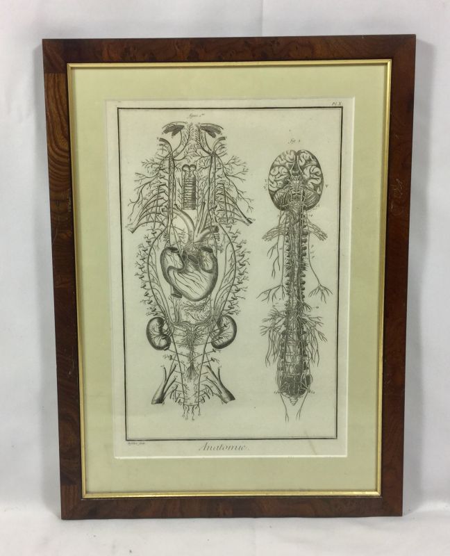 Medical drawing | CURIOUS SCIENCE