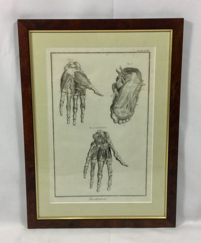 Medical drawing | CURIOUS SCIENCE