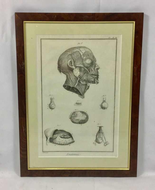 Medical drawing | CURIOUS SCIENCE