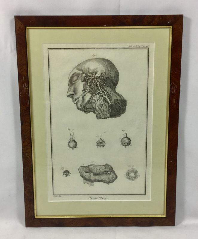 Medical drawing | CURIOUS SCIENCE