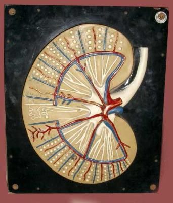 Model kidney wall plaque | CURIOUS SCIENCE