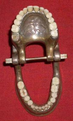 Articulated jaw | CURIOUS SCIENCE