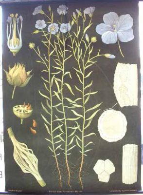 Botanical chart | CURIOUS SCIENCE