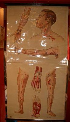 Circulation chart | CURIOUS SCIENCE