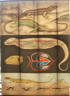 Lizard chart | CURIOUS SCIENCE