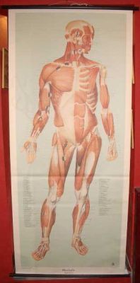 Muscles chart German | CURIOUS SCIENCE