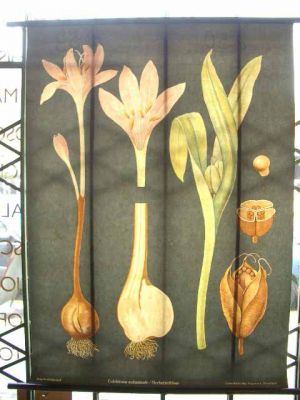 Botanical chart | CURIOUS SCIENCE