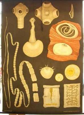 Tapeworm chart | CURIOUS SCIENCE