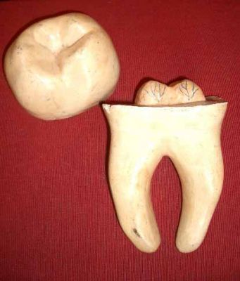 Large model tooth | CURIOUS SCIENCE