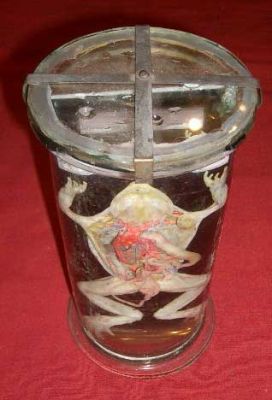 Large pickled frog | CURIOUS SCIENCE