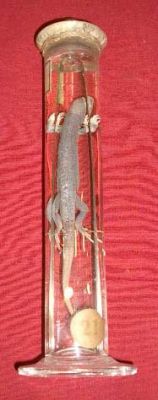 Pickled lizard | CURIOUS SCIENCE