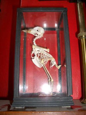 bird skeleton cased | CURIOUS SCIENCE