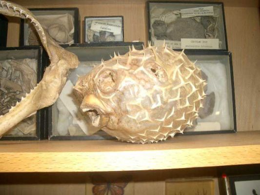 Puff ball fish. | CURIOUS SCIENCE