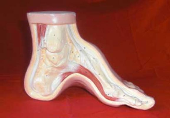 Model Foot | CURIOUS SCIENCE