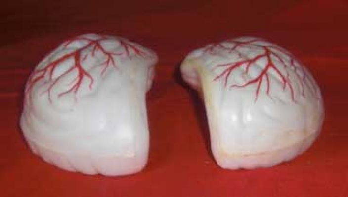 Model Lungs | CURIOUS SCIENCE