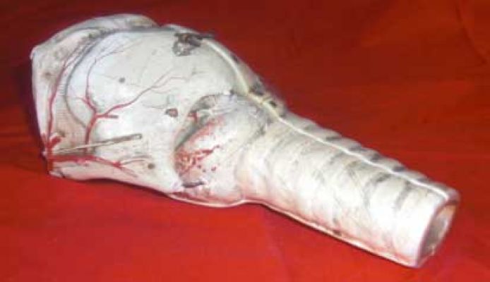 Model Thorax | CURIOUS SCIENCE