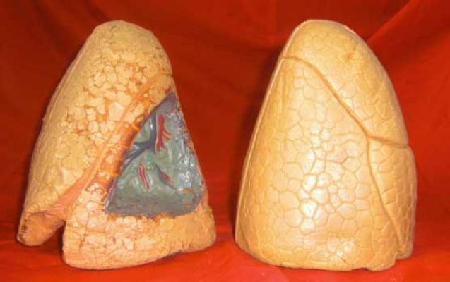 Model Lungs | CURIOUS SCIENCE