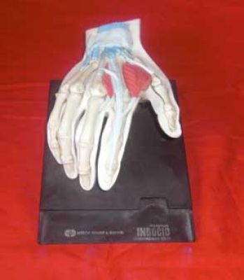 Model Hand | CURIOUS SCIENCE