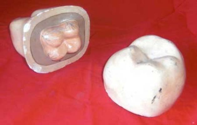 Model Tooth | CURIOUS SCIENCE