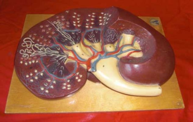 Model Kidney | CURIOUS SCIENCE