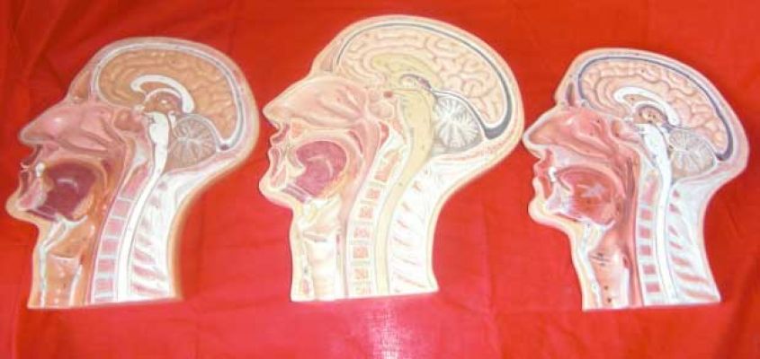 Model Head Sections | CURIOUS SCIENCE