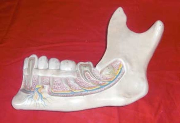 Model Jaw | CURIOUS SCIENCE