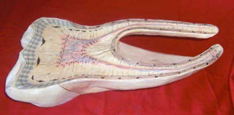 Model Papier Mache Tooth | CURIOUS SCIENCE