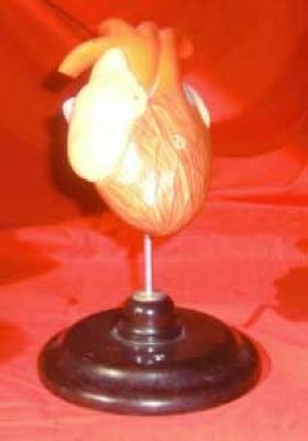Heart on Stand | CURIOUS SCIENCE