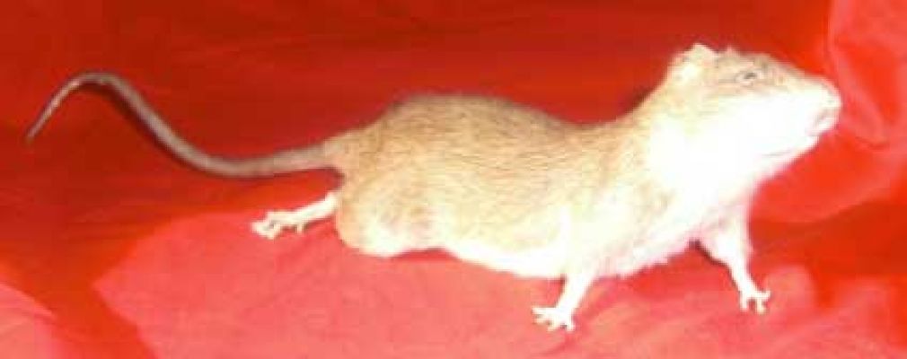 Stuffed Rat | CURIOUS SCIENCE