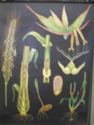 Botanical Chart | CURIOUS SCIENCE