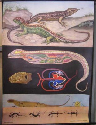 Natural History Chart | CURIOUS SCIENCE