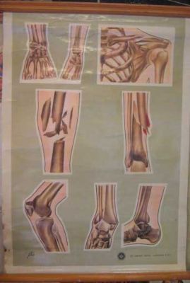 Anatomical Chart | CURIOUS SCIENCE