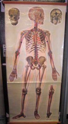 Anatomical Chart | CURIOUS SCIENCE