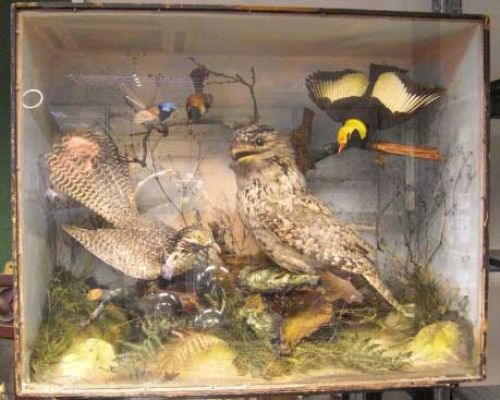 Stuffed Birds in Case | CURIOUS SCIENCE