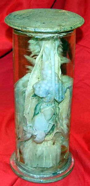 Preserved Specimen In Glass Jar | CURIOUS SCIENCE